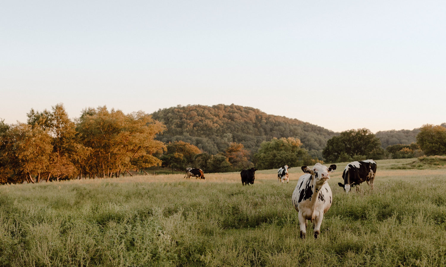 Prairie Raised Beef | Locally Raised Beef, From Your Farmer Friends