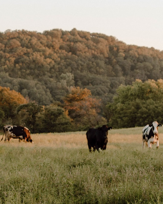 Prairie Raised Beef | Locally Raised Beef, From Your Farmer Friends